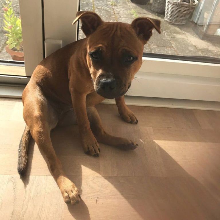 8 Famous F1 Drivers and Their Dogs - Sebastian Vettel - Lewis Hamilton