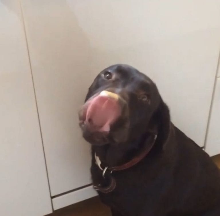 8 Famous F1 Drivers and Their Dogs - Sebastian Vettel - Lewis Hamilton