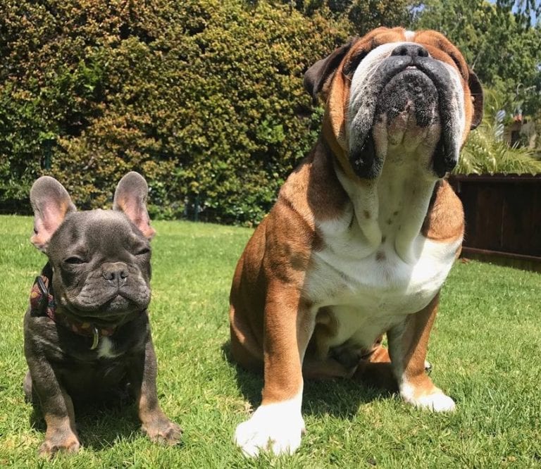 8 Famous F1 Drivers and Their Dogs - Sebastian Vettel - Lewis Hamilton